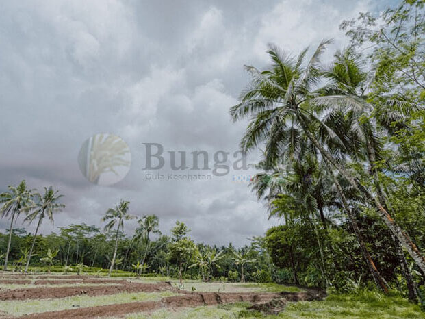 Bunga Palm – Bunga Palm