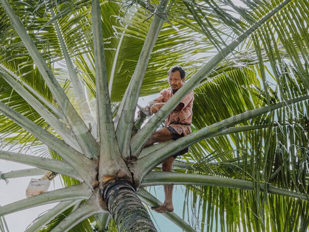 Bunga Palm – Bunga Palm